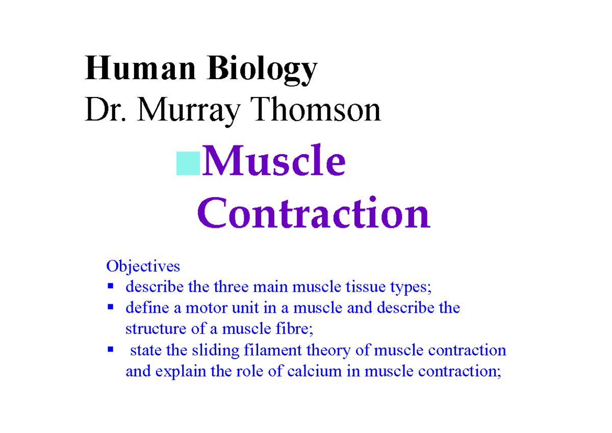 L05 Muscular System MT - Lecture notes 3 - Muscle Contraction! Human ...