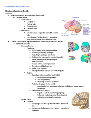 Neuropsych Exam 3 Study Guide - Neuropsych Exam 3 Study Guide Peds ...