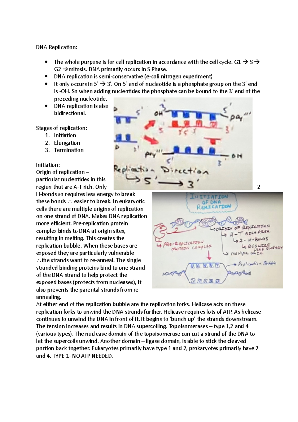 DNA Replication Notes - DNA Replication: The whole purpose is for cell ...