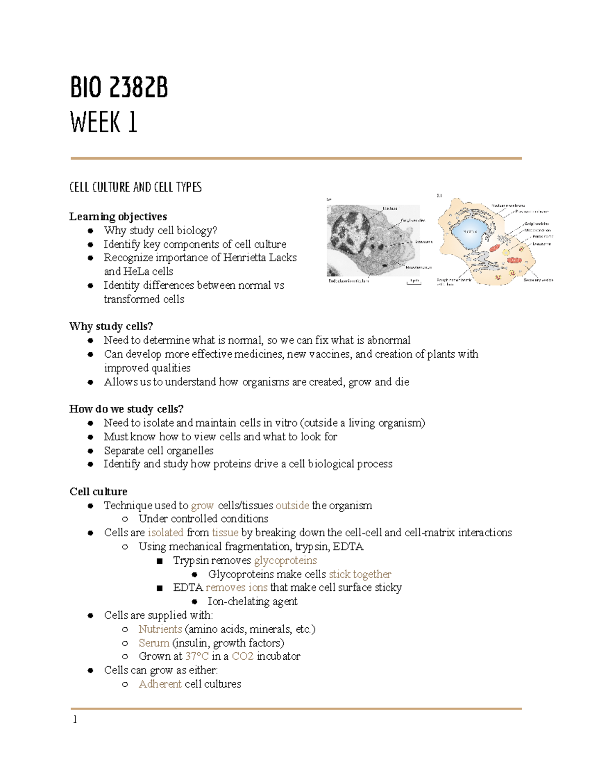 Week+1 - cell bio notes - BIO 2382B WEEK 1 CELL CULTURE AND CELL TYP ...