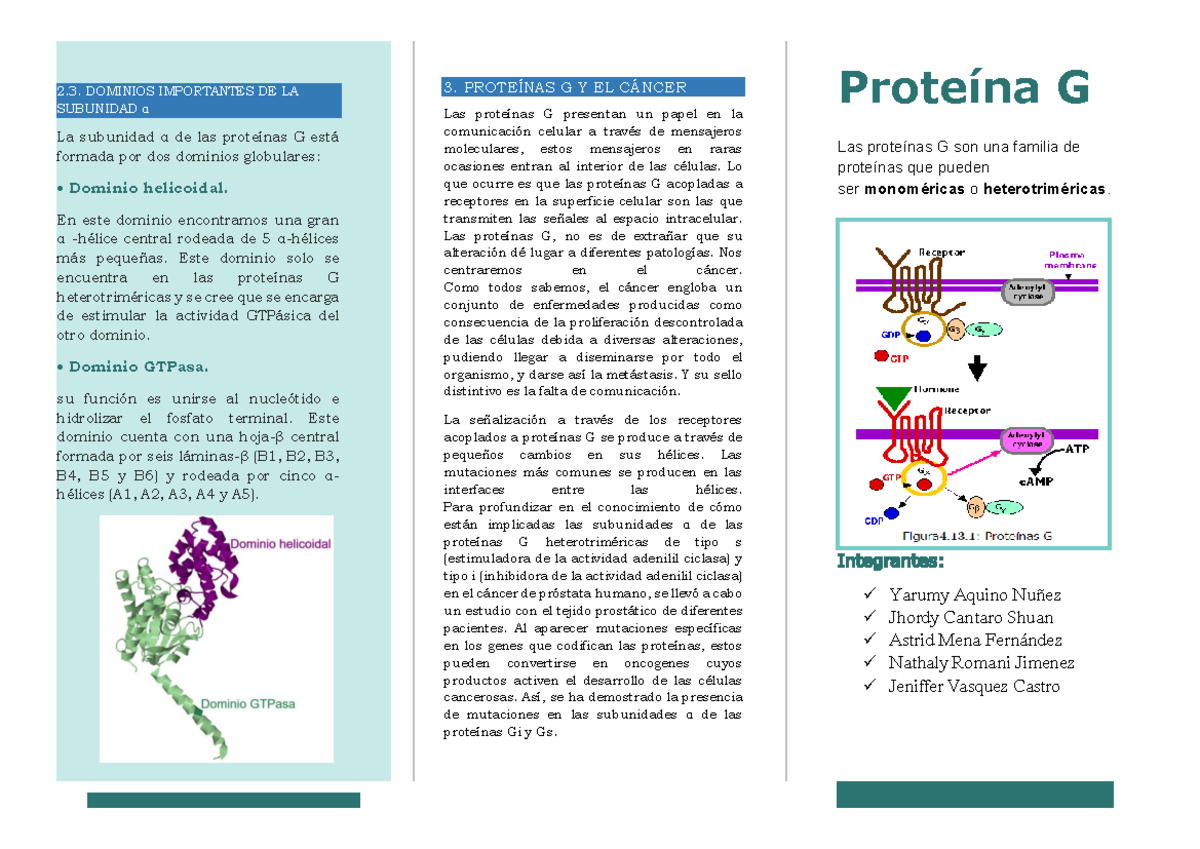 LA PROTEINA G Y DE LA GS - 2. DOMINIOS IMPORTANTES DE LA SUBUNIDAD α La ...