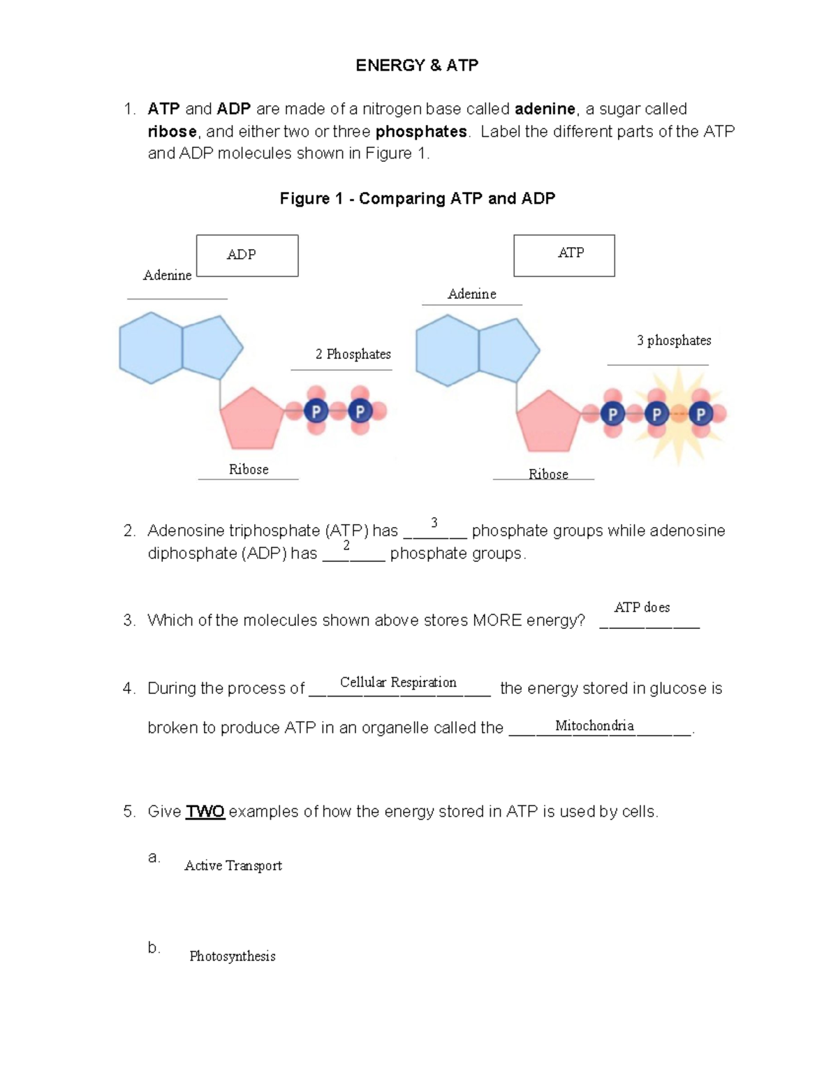 Adp Molecule Parts