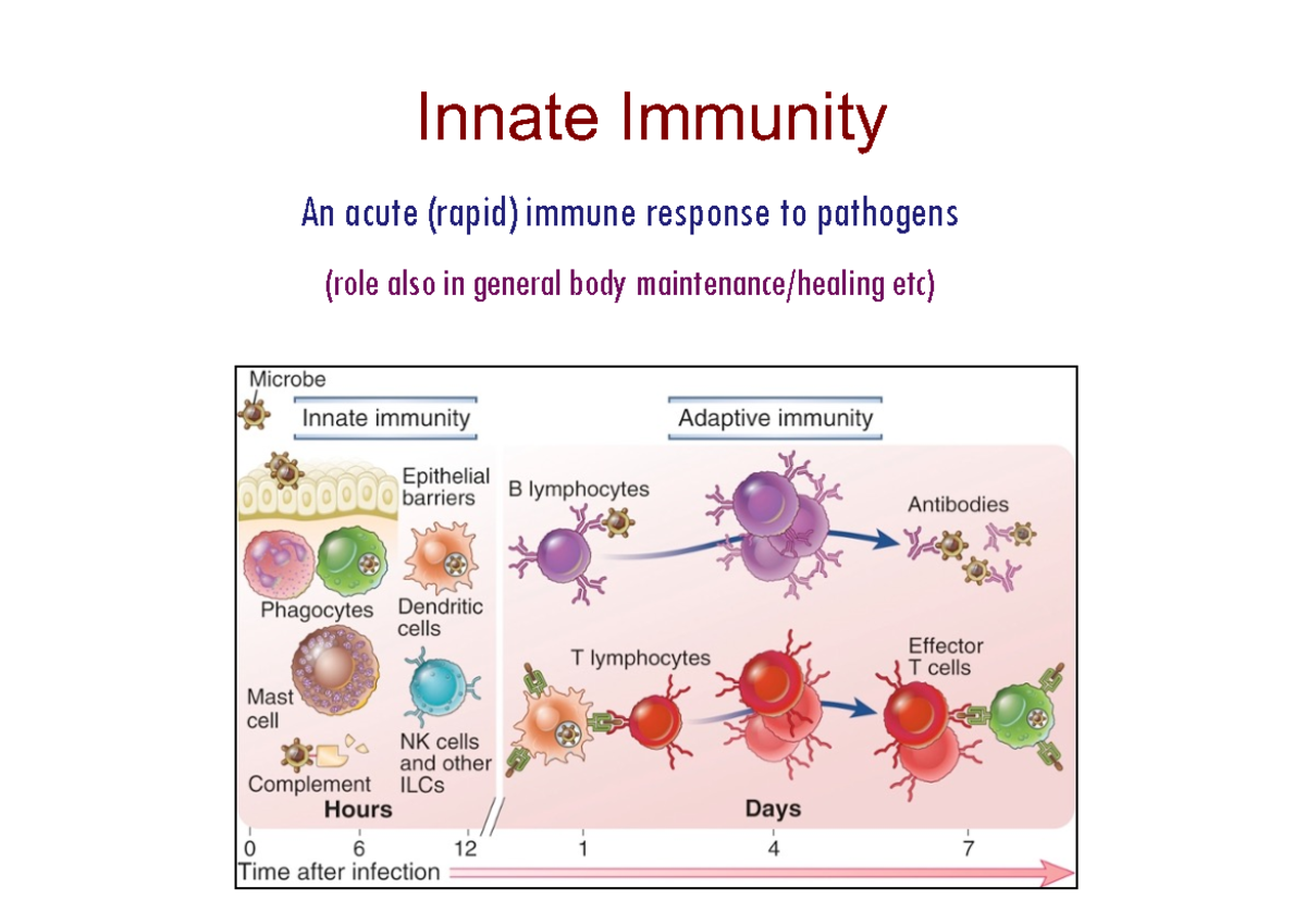 L3 Innate Immunity 2024 - Innate Immunity An acute (rapid) immune ...