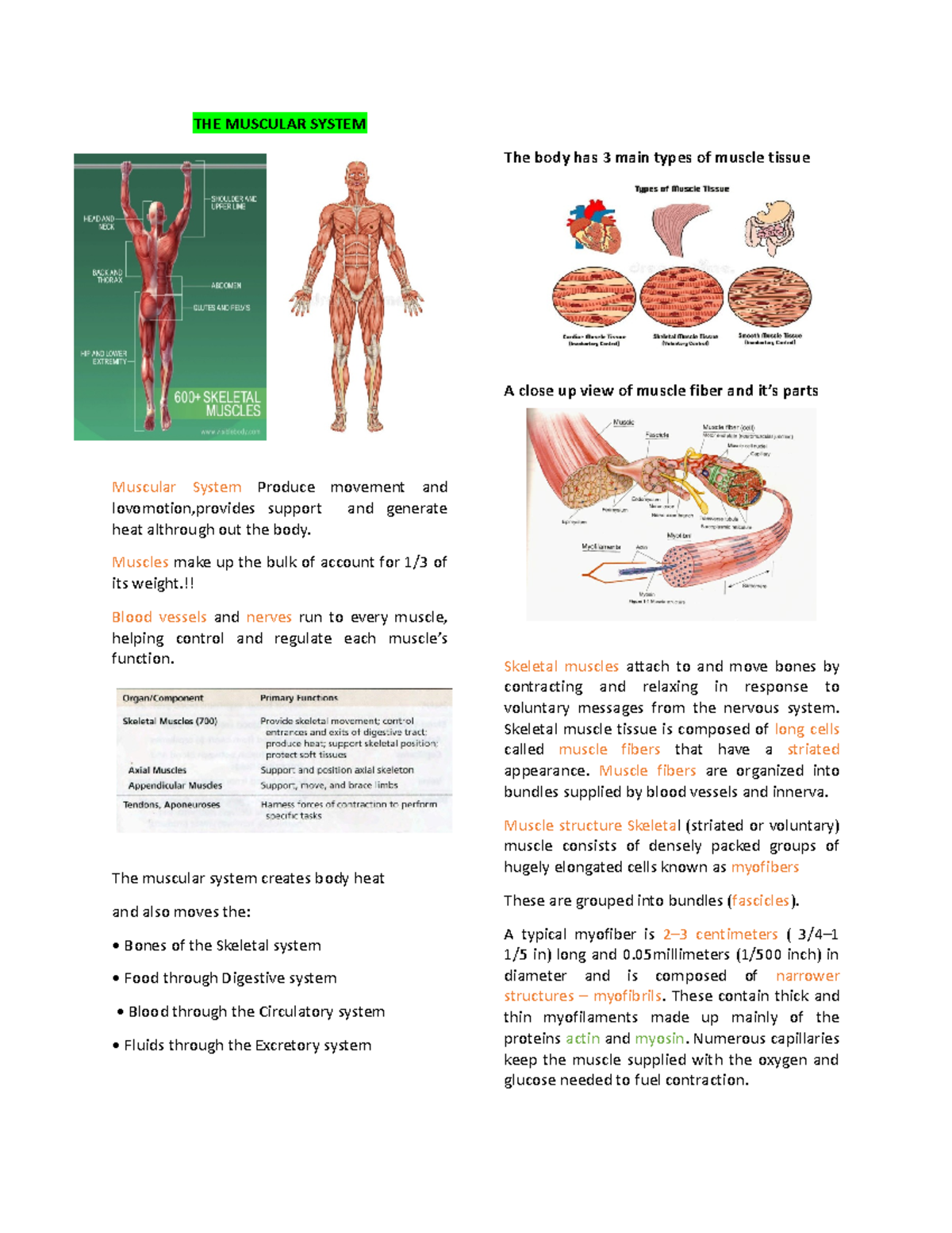 Write ups Group 2 Muscular System - THE MUSCULAR SYSTEM Muscular System ...