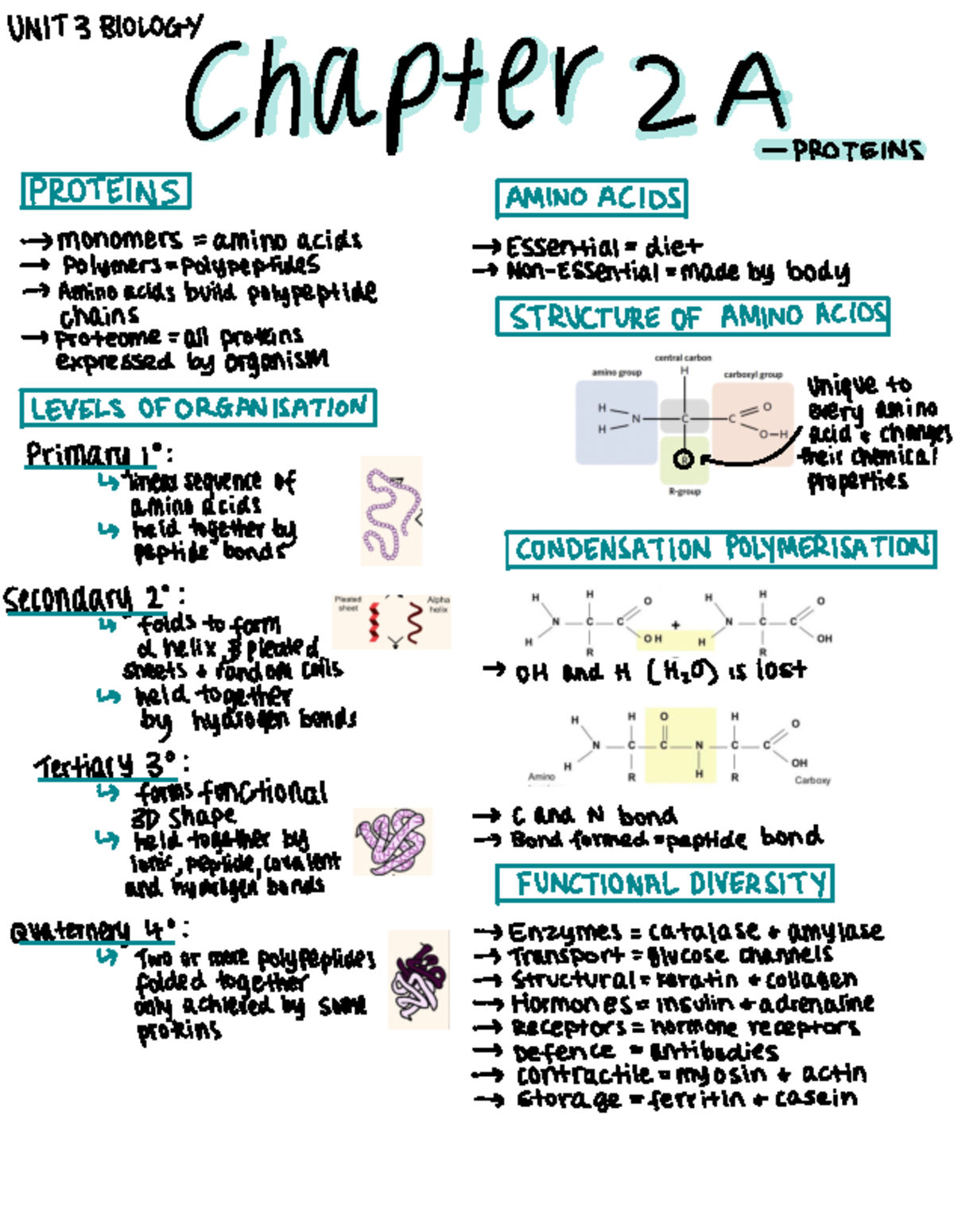 Biology Chapter Summaries chapter 2-8 - UNIT3 BIOLOGY Chapter 2 A ...