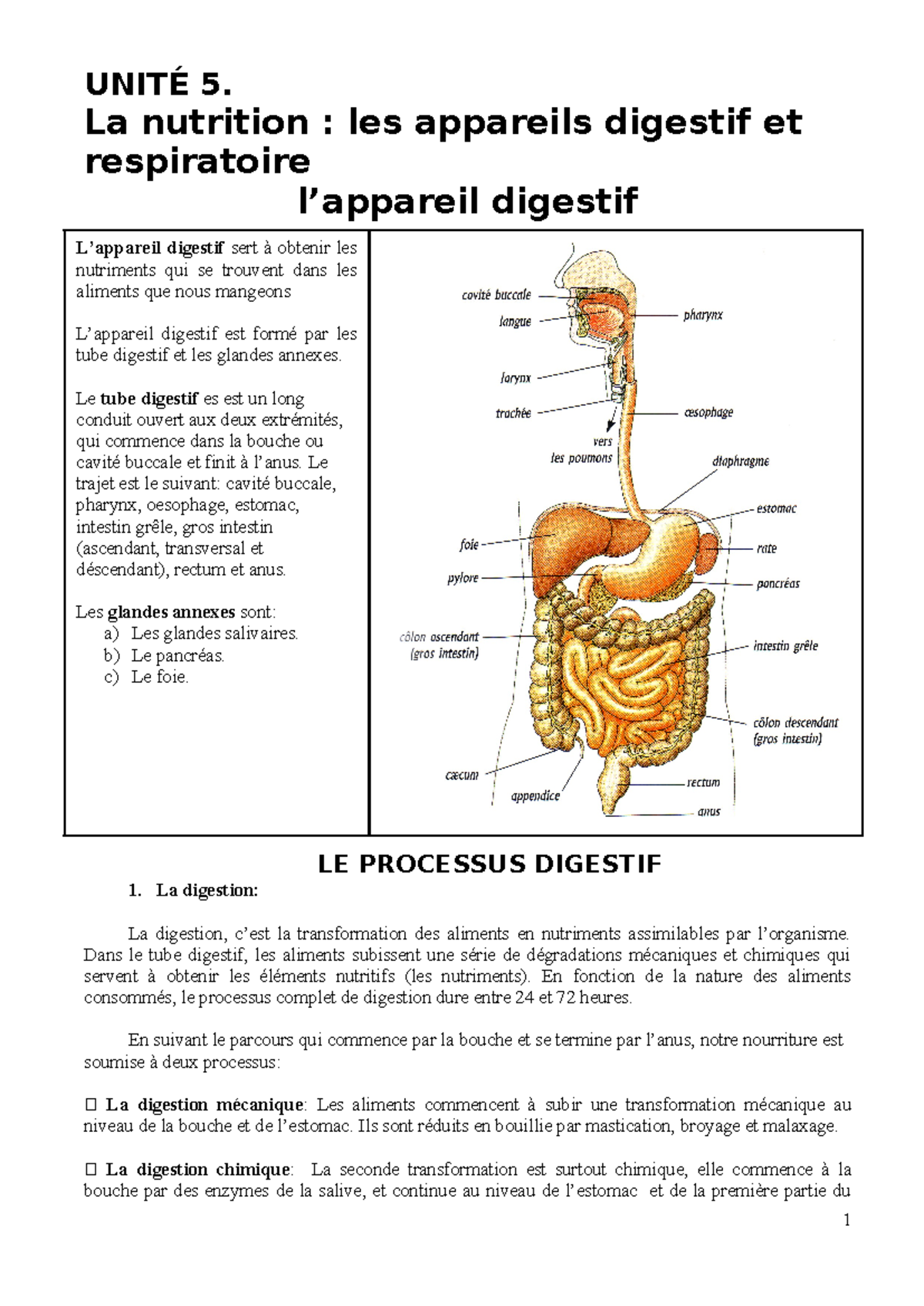 5. L'appareil digestif et respiratoire. - UNITÉ 5. La nutrition : les ...
