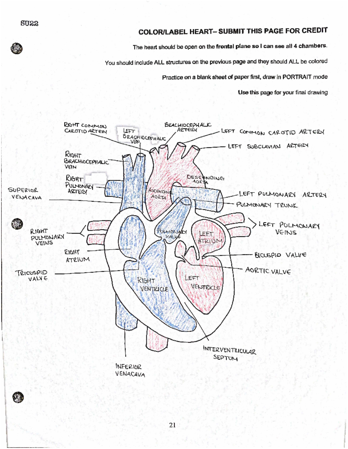 BIO132-I50-draw-lable Heart-Taylor Sinclsir - Jun 23 2022 - 1-52 PM - SU22 SUBMIT THIS PAGE FOR ...