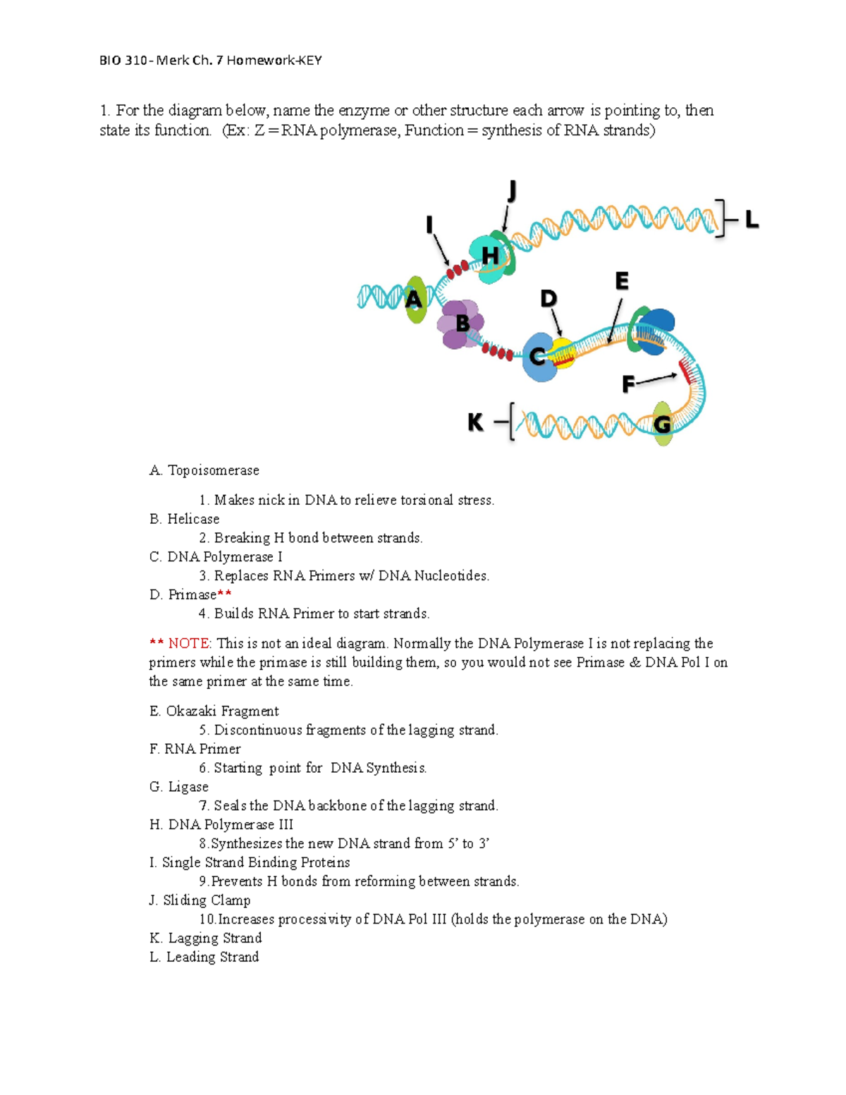 Genetics HW KEY for Chapter 7 - BIO 310- Merk Ch. 7 Homework-KEY 1. For ...
