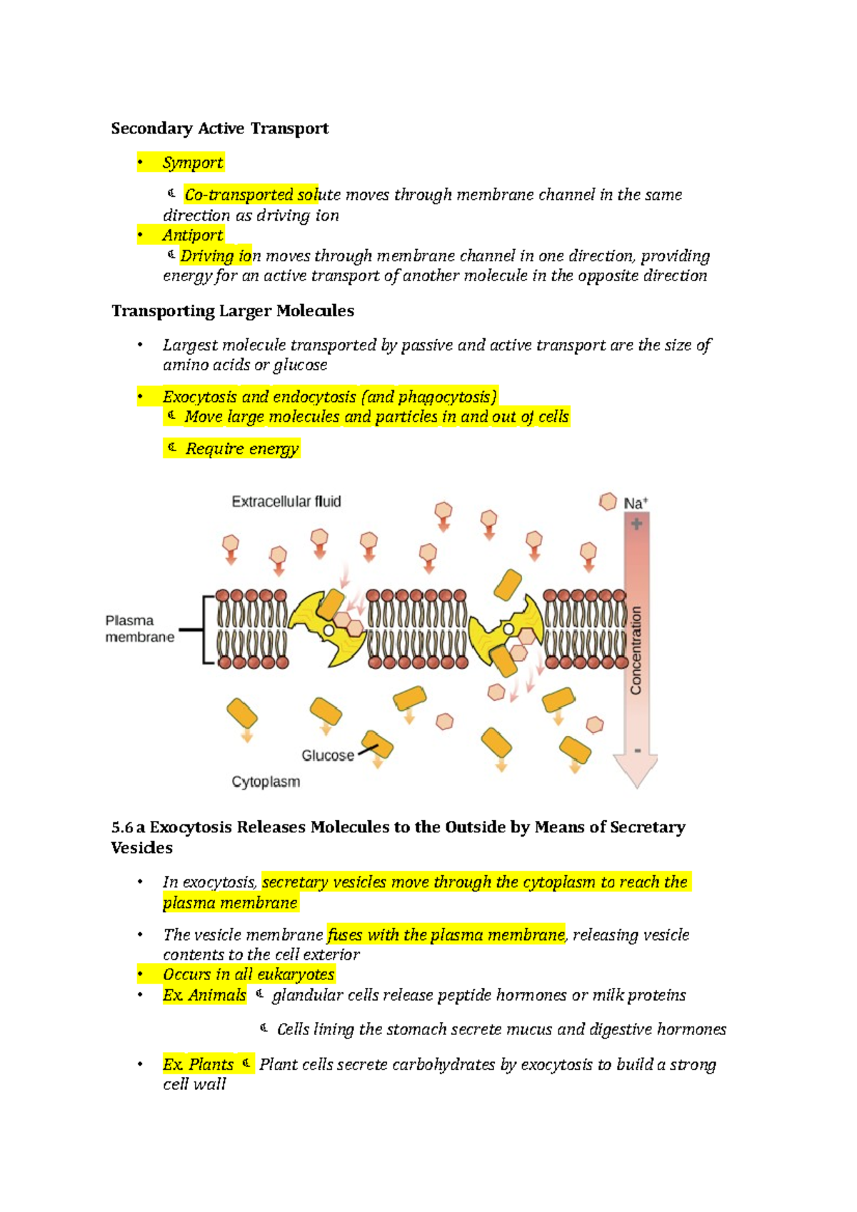 Week 11 - Week 11 Life processes lecture notes - Secondary Active ...