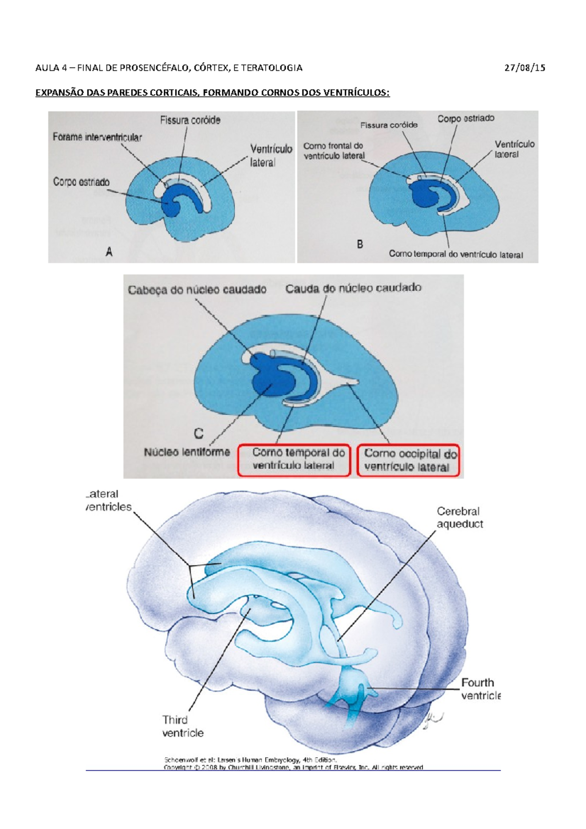 Embriologia II Final DE Prosencéfalo, Córtex, E Teratologia - AULA 4 ...