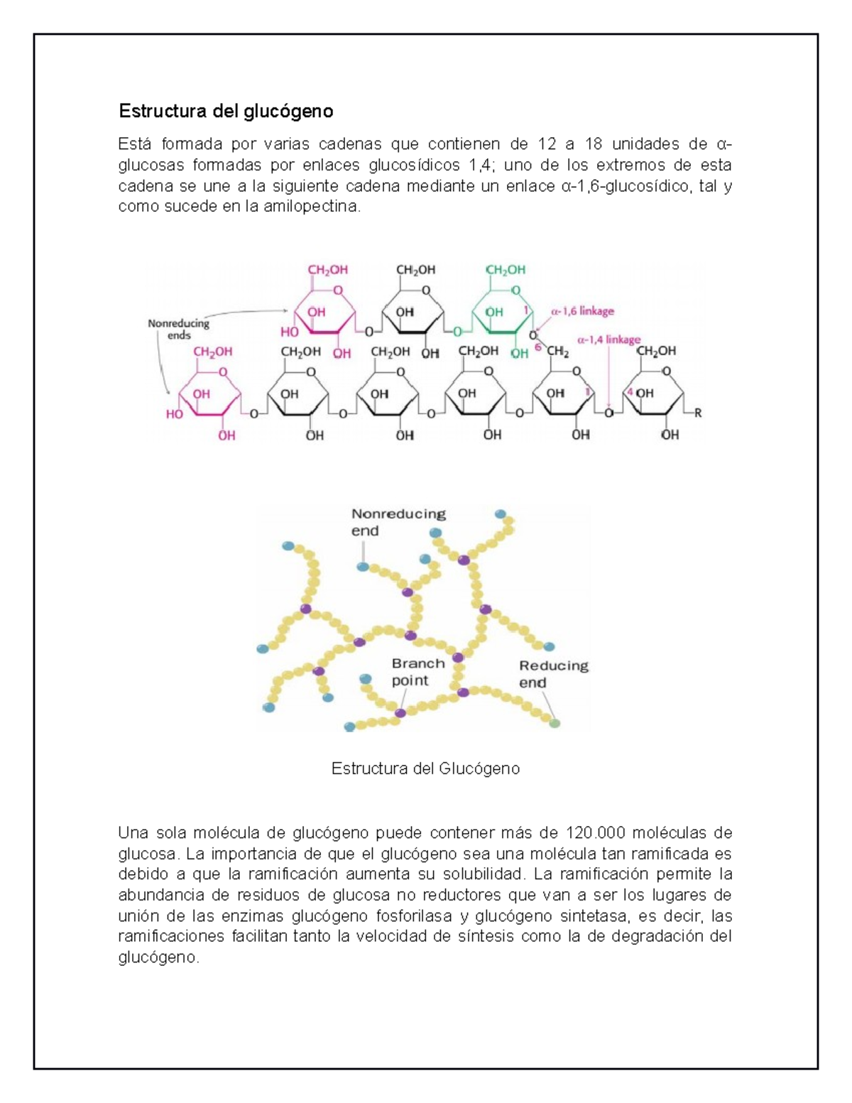 Metabolismo del Glucogeno - Estructura del glucógeno Está formada por ...