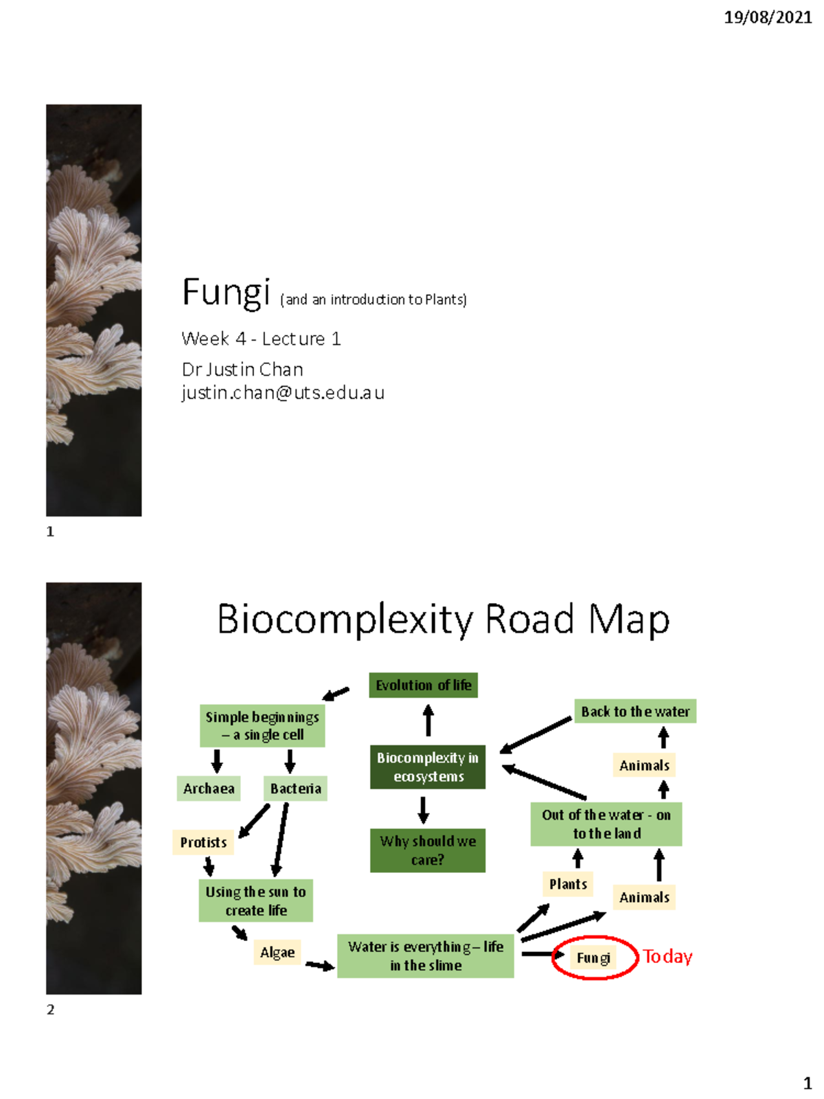 Week 4, Lecture 1 - Fungi - Fungi (and an introduction to Plants) Week ...
