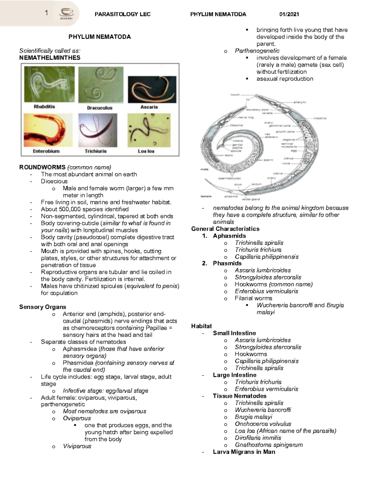 Nematodes - PHYLUM NEMATODA Scientifically called as: NEMATHELMINTHES ROUNDWORMS (common name ...