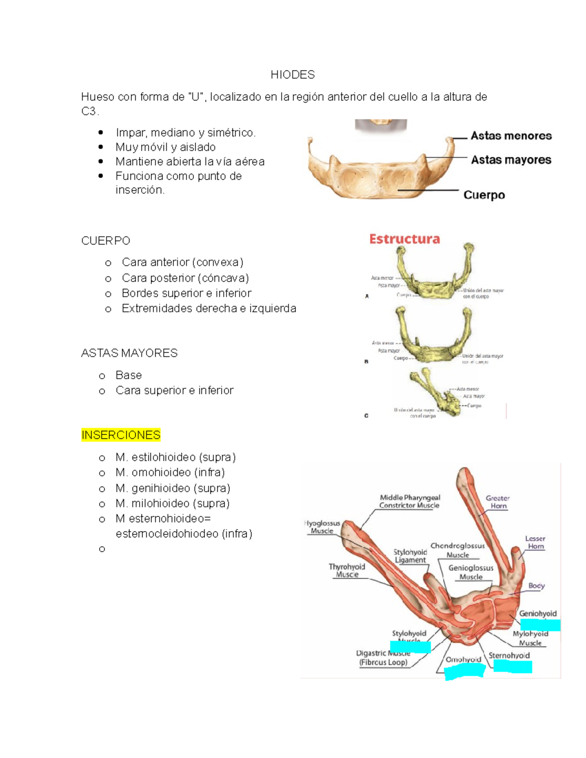 Hiodes - HIODES Hueso con forma de “U”, localizado en la región ...