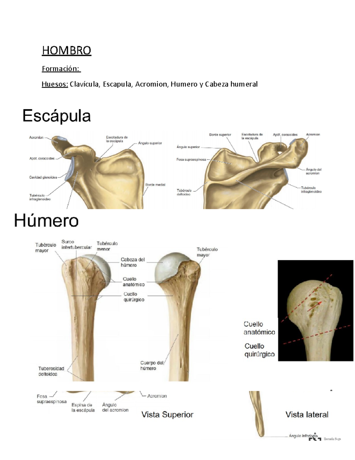 Hombro resumen - HOMBRO Formación: Huesos: Clavícula, Escapula ...
