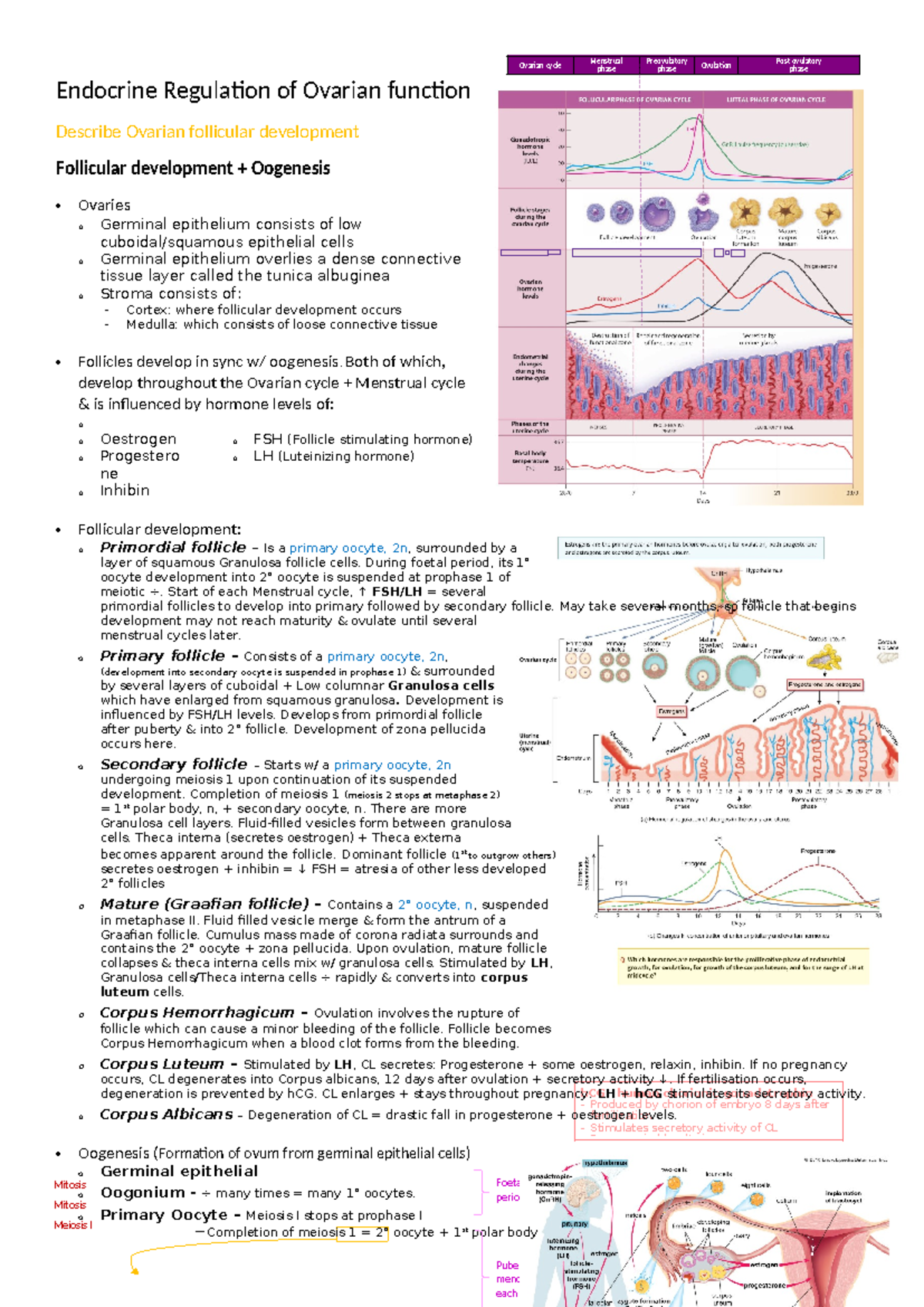 Endocrine Regulation of Ovarian function - Meiosis I Mitosis Mitosis ...