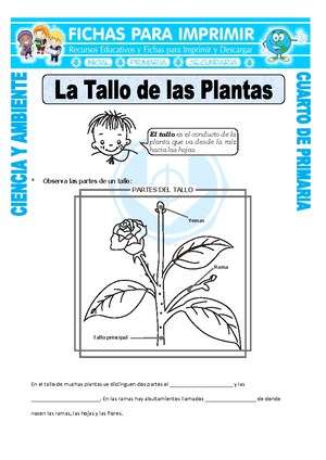 Ficha La Raiz y sus Partes para Cuarto de Primaria - Las plantas no ...