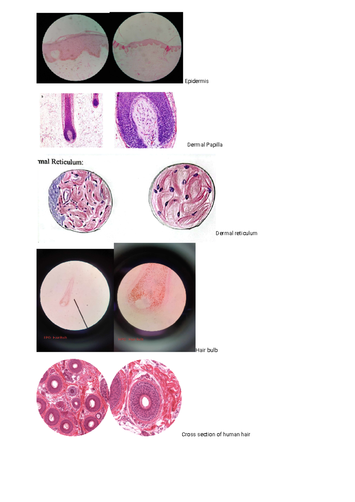 Skin, LYMPHOID, Endocrine - Medical Laboratory Science - Epidermis ...