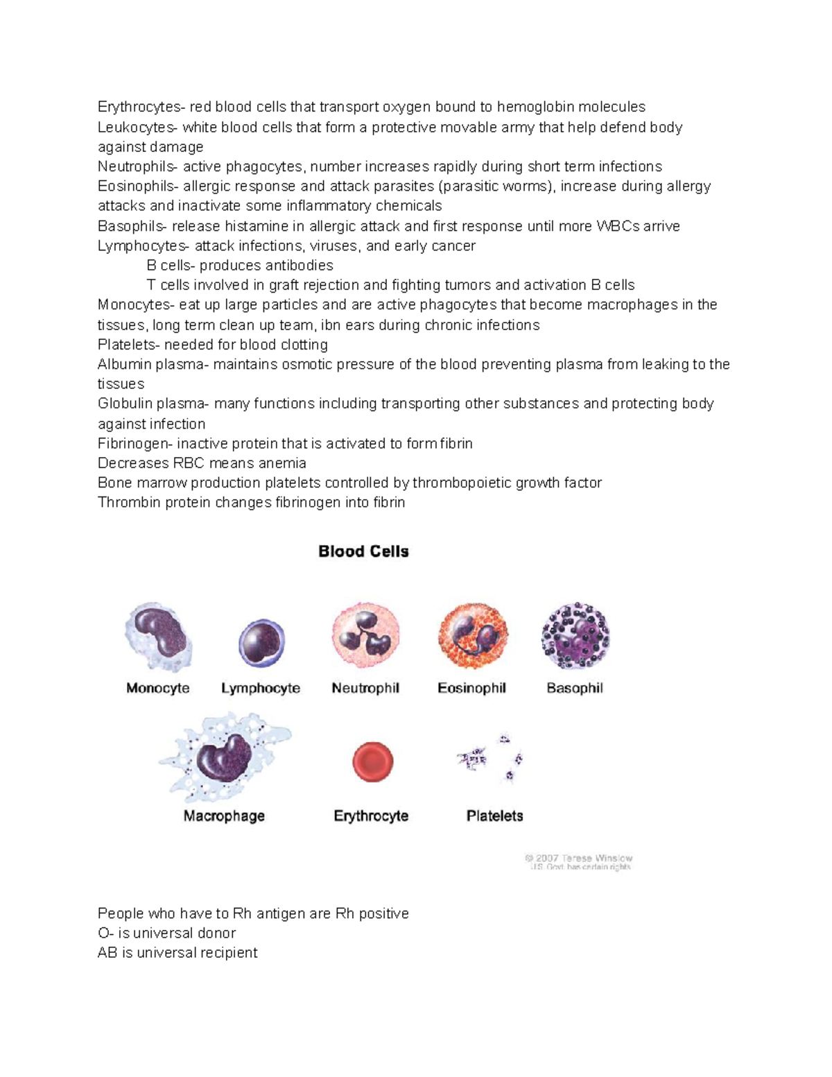 Blood Notes Overview - Erythrocytes- red blood cells that transport ...