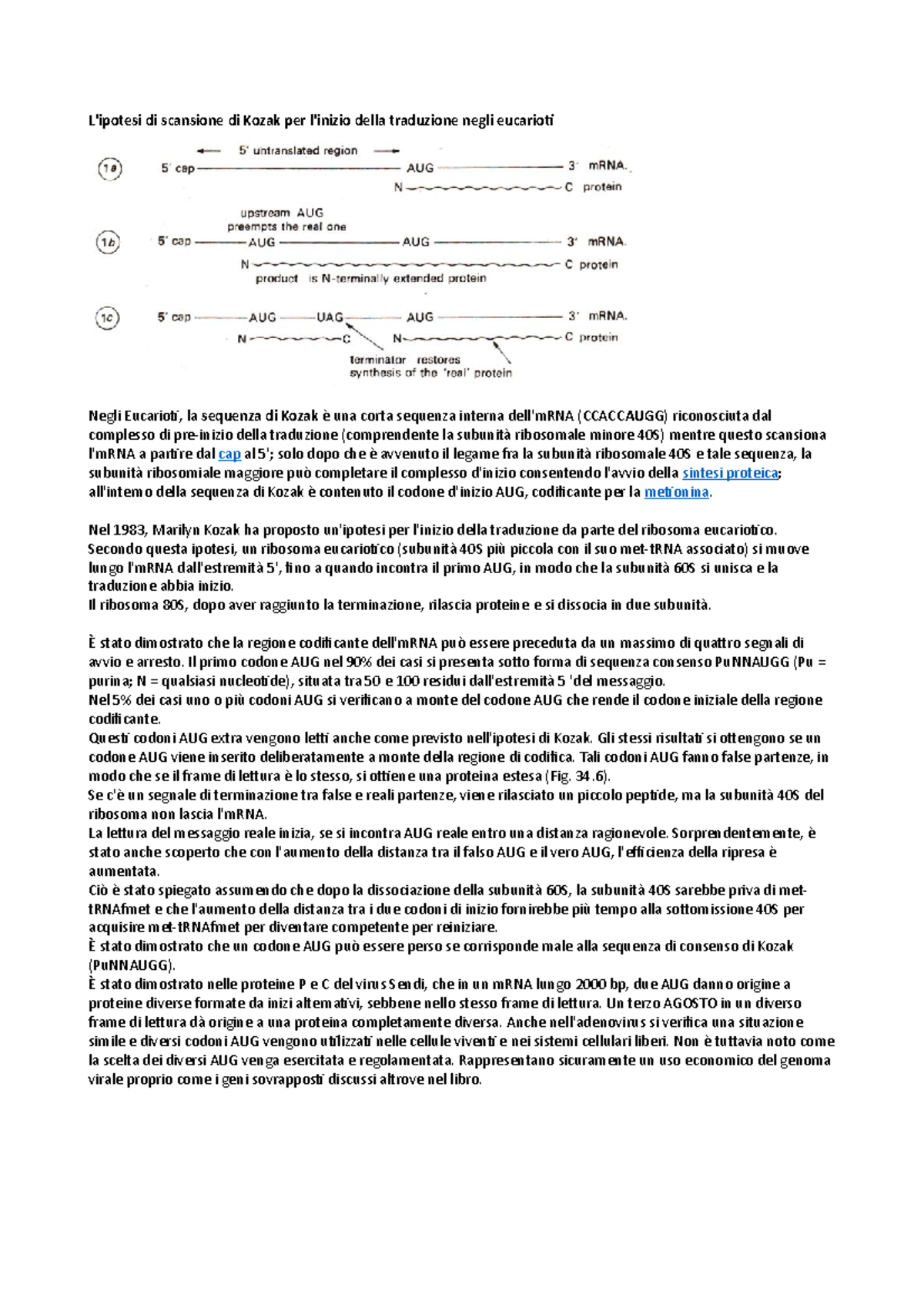 Kozak - Nel 1983, Marilyn Kozak ha proposto un'ipotesi per l'inizio ...