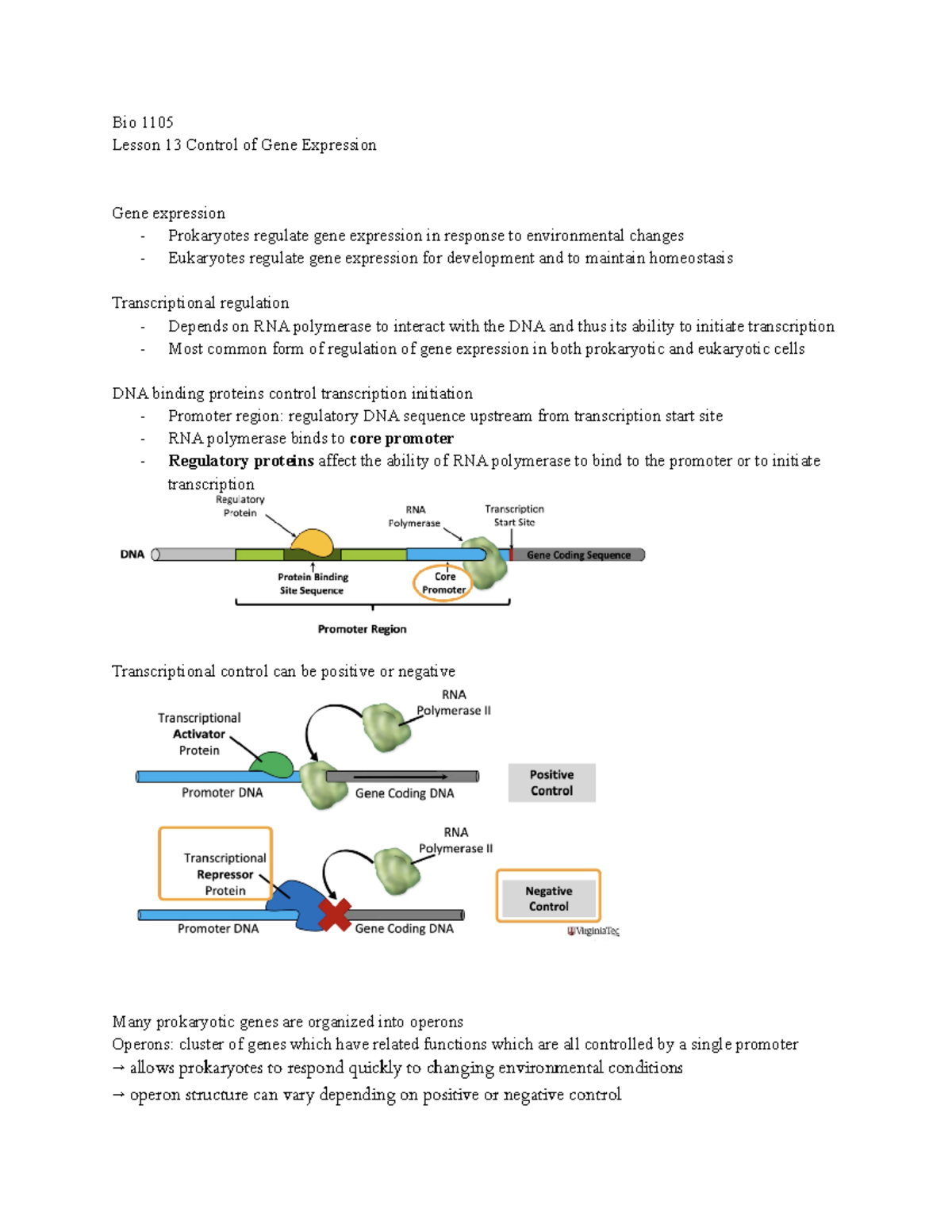 BIO1105 lecture 13 notes - Bio 1105 Lesson 13 Control of Gene ...