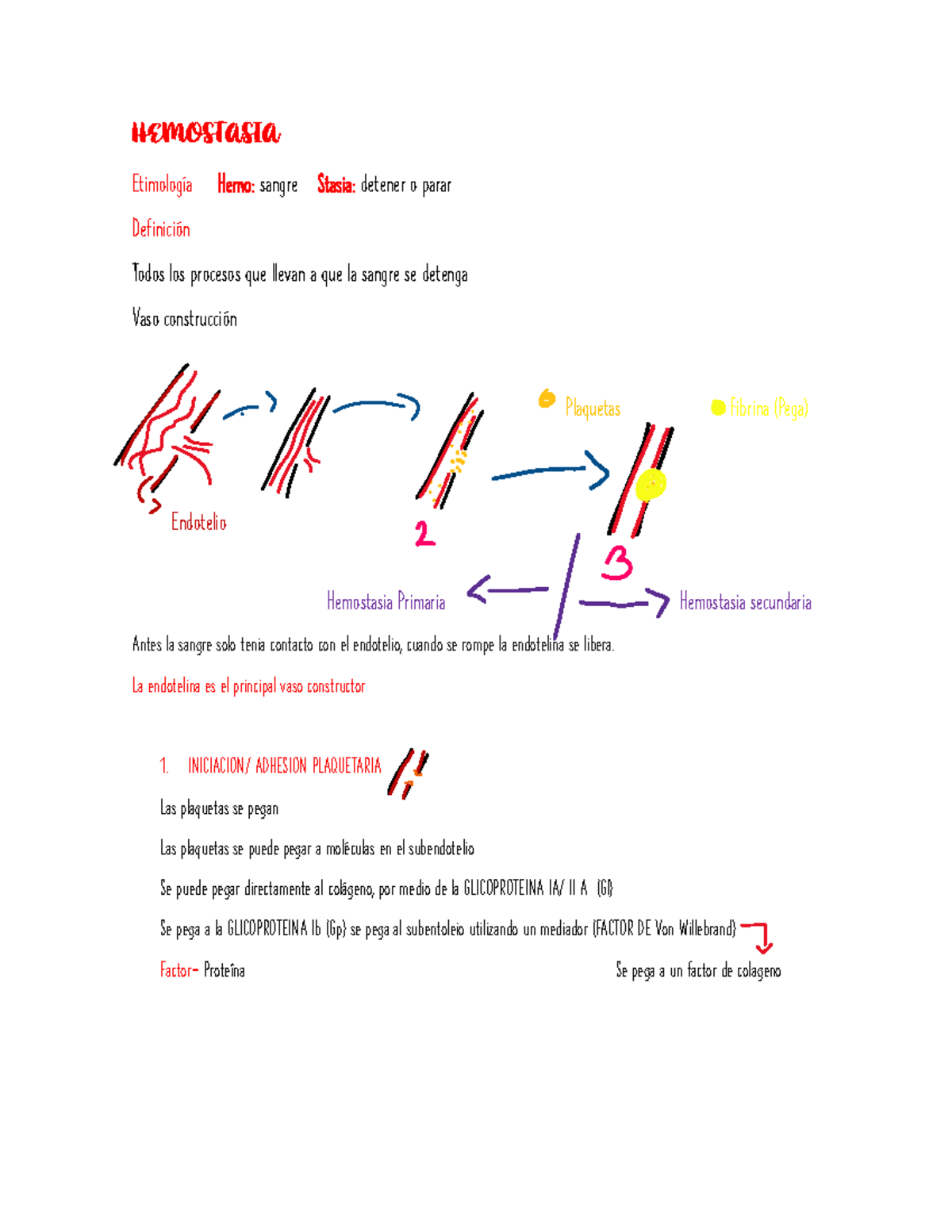Hemostasia - La endotelina es el principal vaso constructor 1 ...