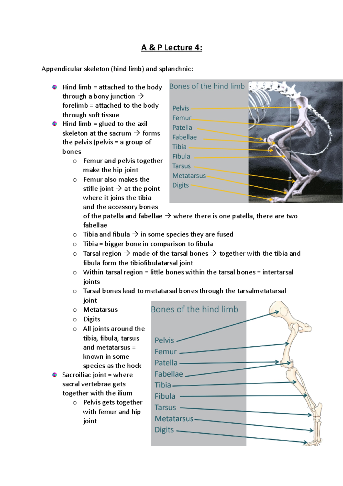 Lecture 4 - A & P Lecture 4: Appendicular skeleton (hind limb) and ...