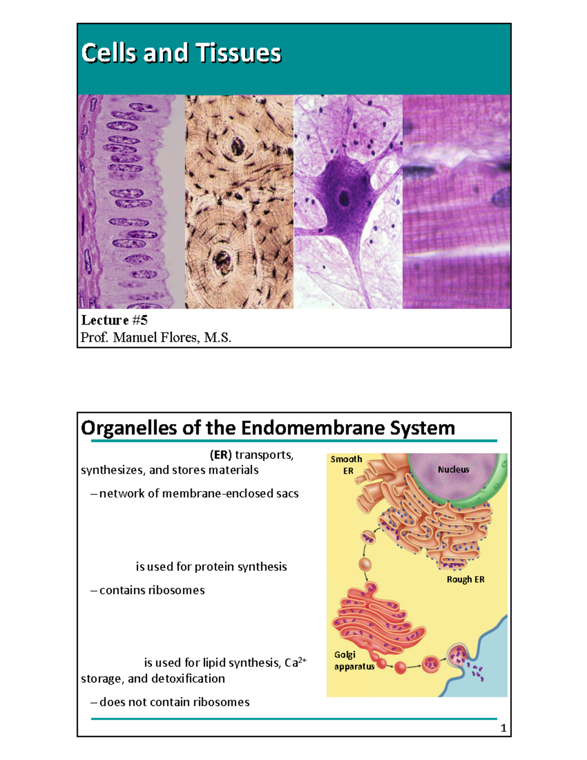 Lecture 05 - Cells and Tissues - 0 Cells and Tissues Lecture Prof ...