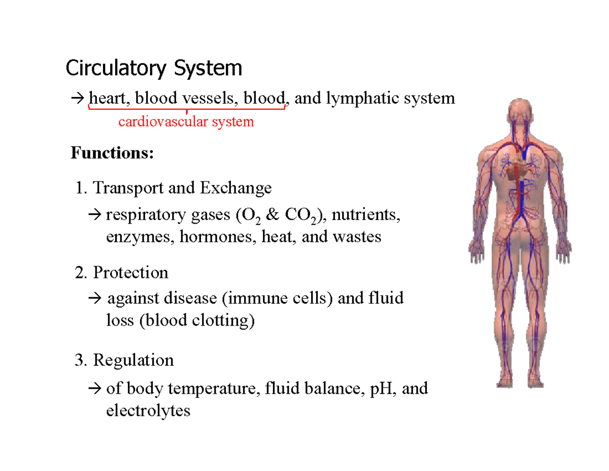 Anatomy notes week 6 - Circulatory System Functions: Transport and ...