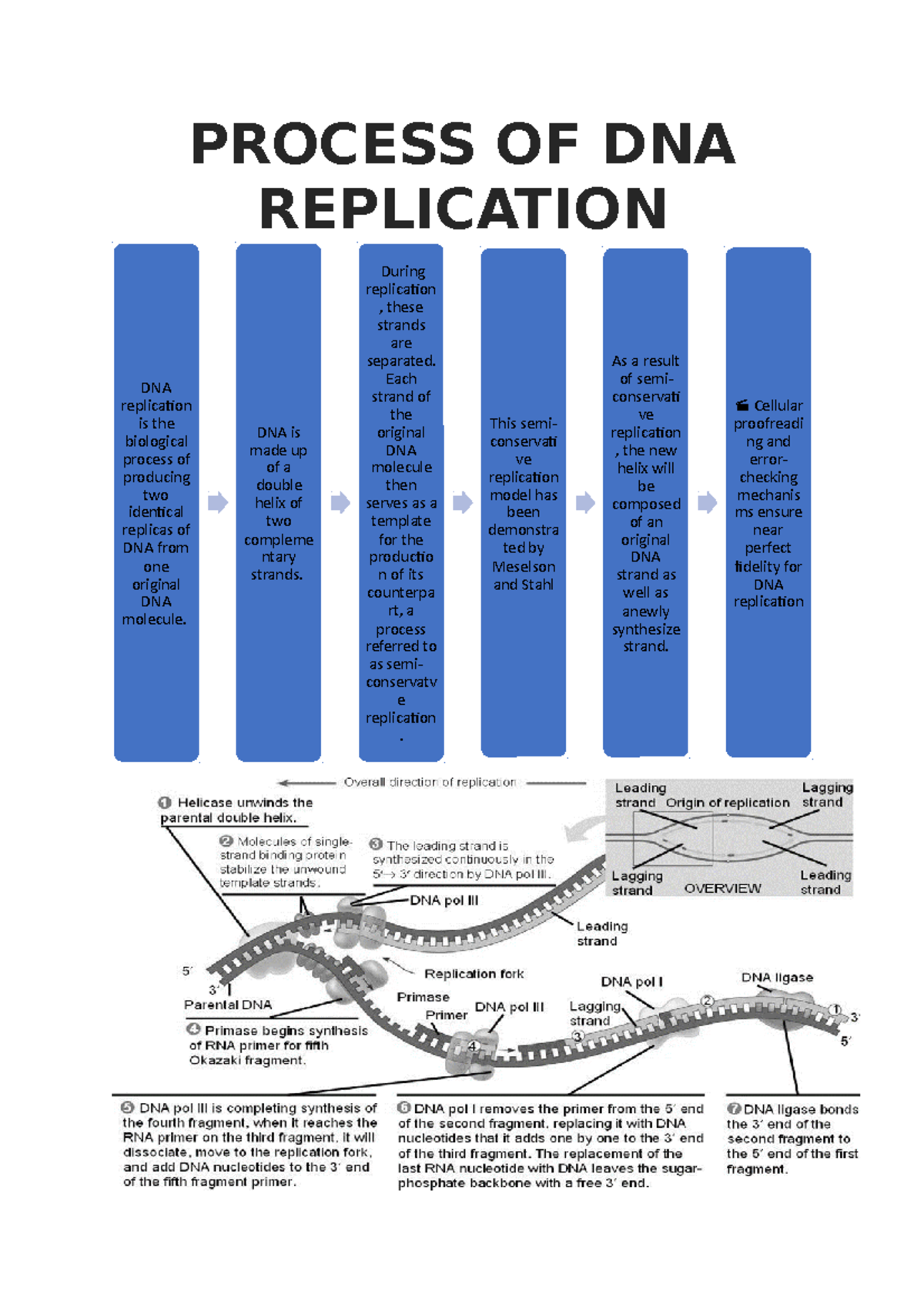 Process OF DNA Replication for biology - Administrative law - UUM - Studocu