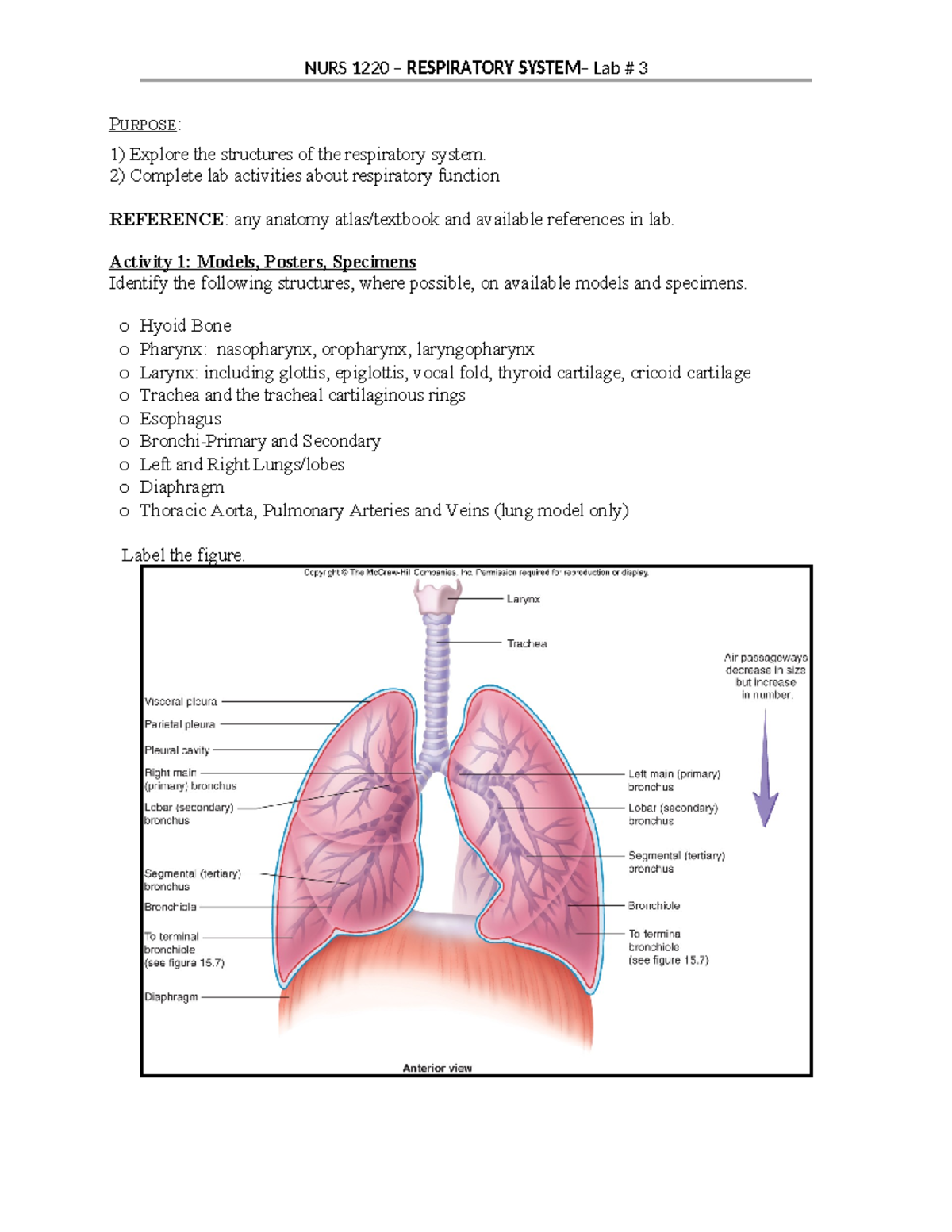 NURS 1220-Lab 3 Respiratory Answers - PURPOSE: Explore the structures ...