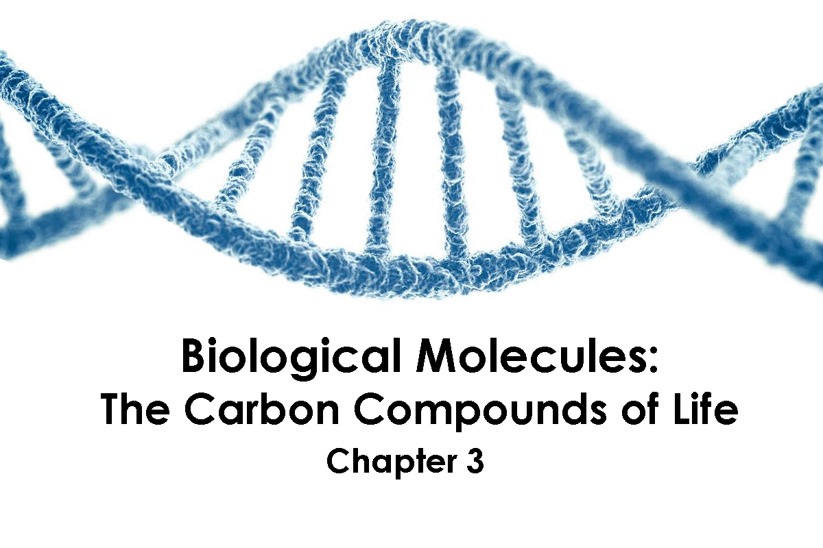 3 - Biological Molecules - The Carbon Compounds of Life (Moodle ...