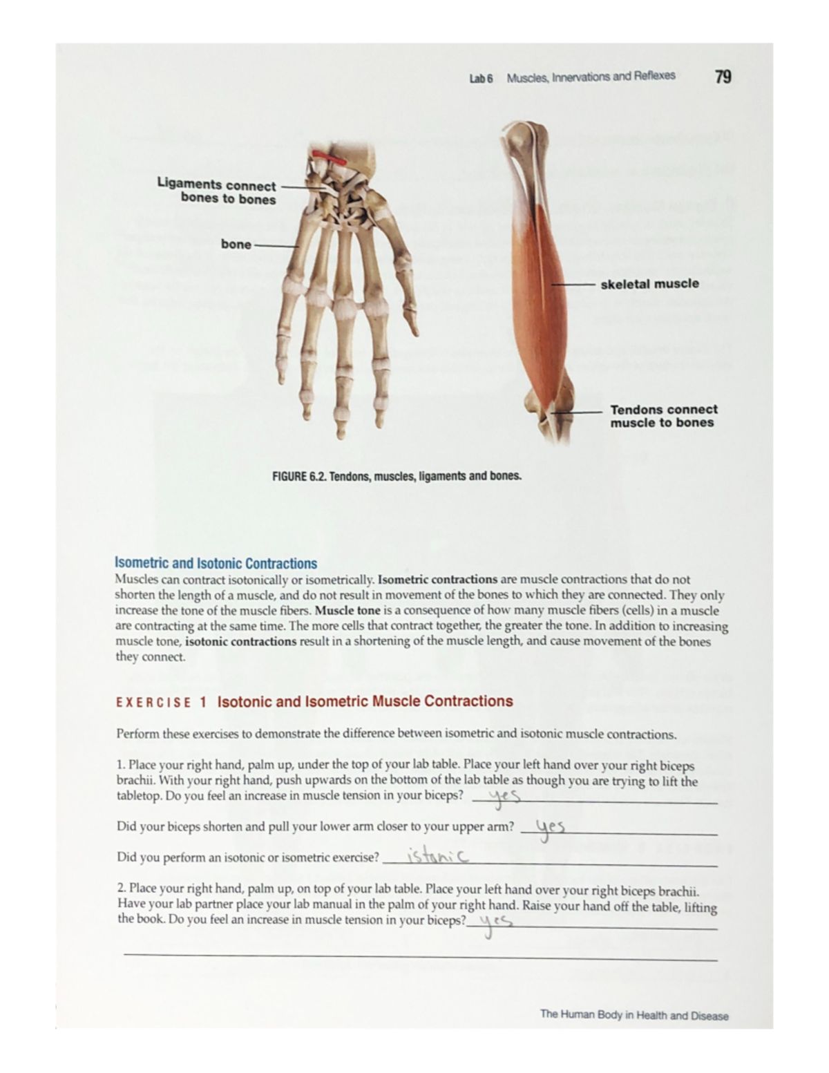 Lab 6 Muscles, Innervations and Reflexes - BIO 123 - Studocu