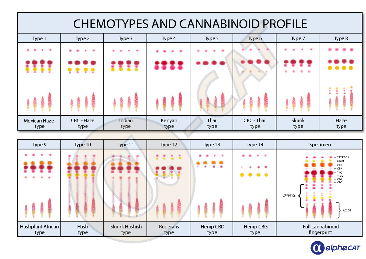 Chemotypes and Cannabinoid Profile - Studocu