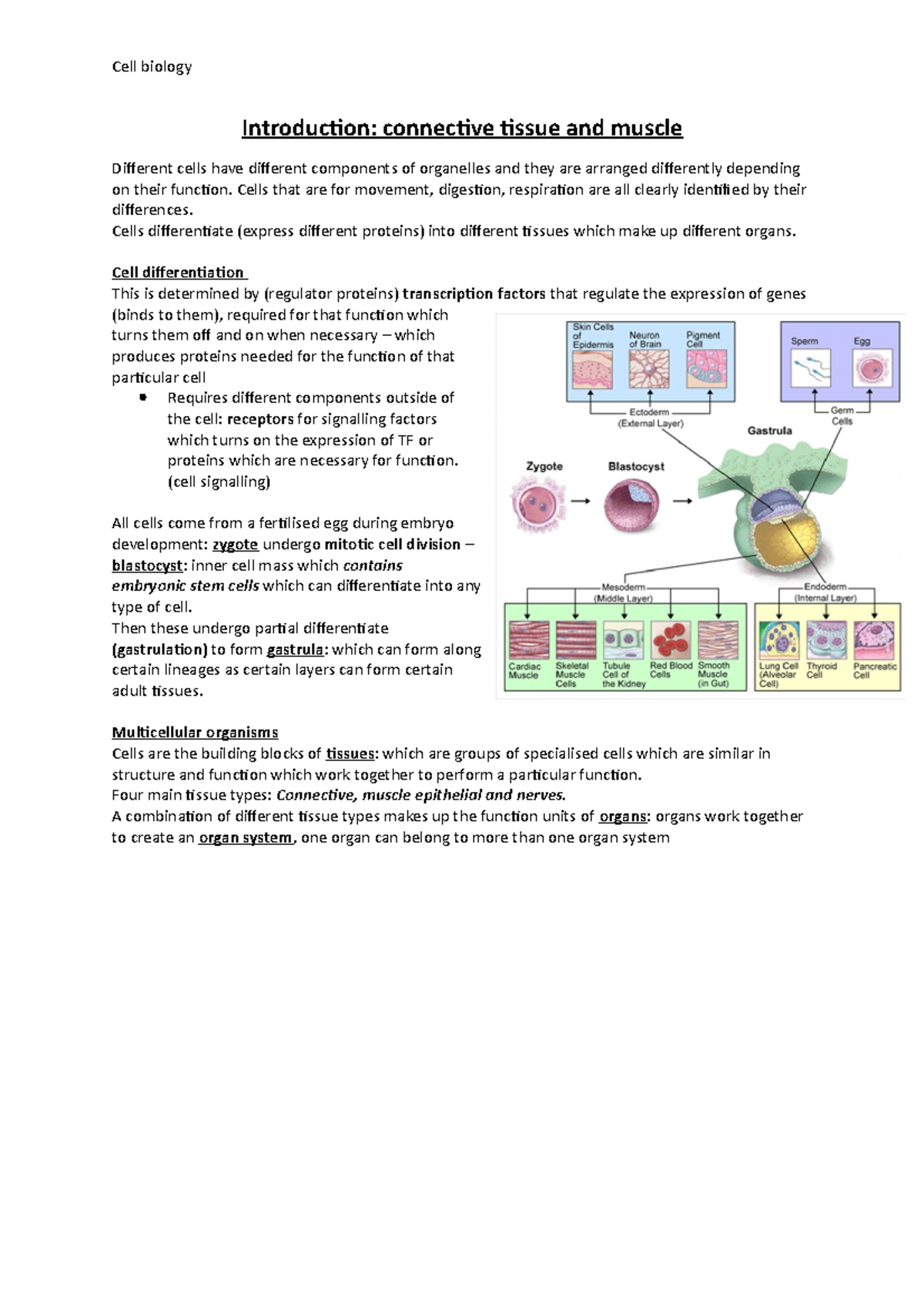 Tissue - connective and muscle - notes - Introduction: connective ...
