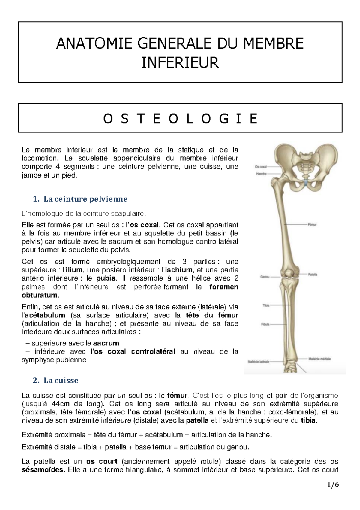 UE5 - Anatomie générale du membre inférieur - ANATOMIE GENERALE DU ...