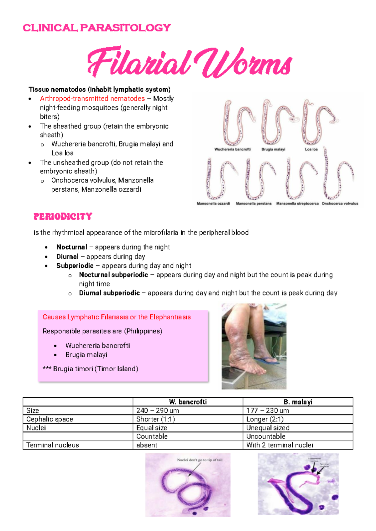 Filariaal-worms - CLINICAL PARASITOLOGY W. bancrofti B. malayi Size 240 – 290 um 177 – 230 um ...