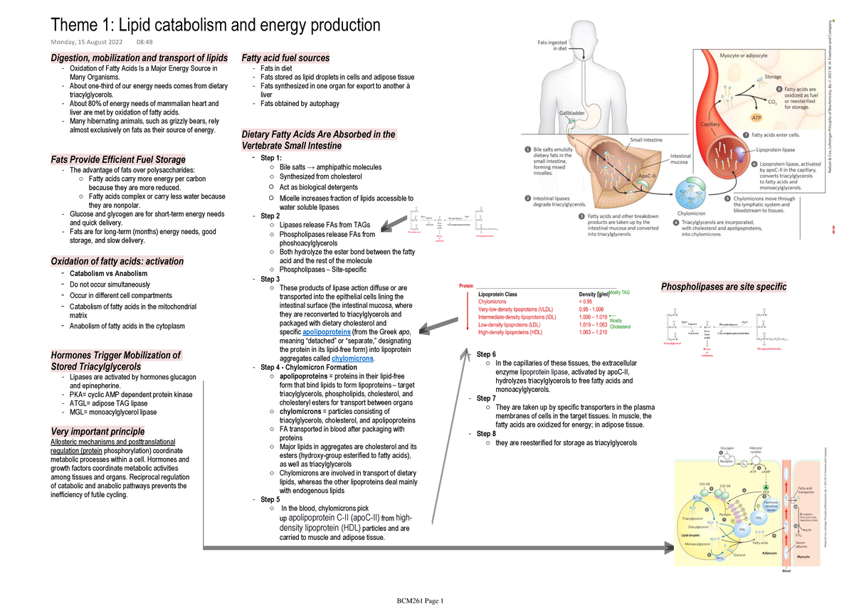 Theme 1 Lipid catabolism and energy production - Digestion ...