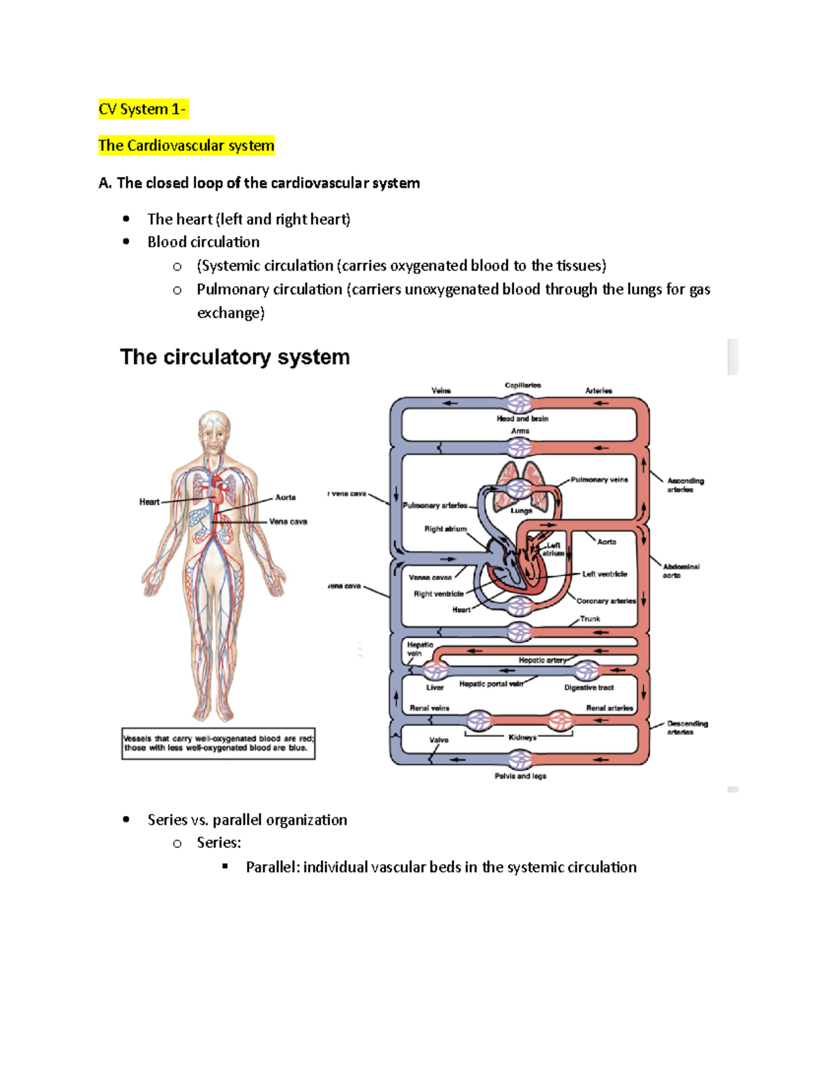 Exam 3 pt 2 - notes - CV System 1The Cardiovascular system A. The ...