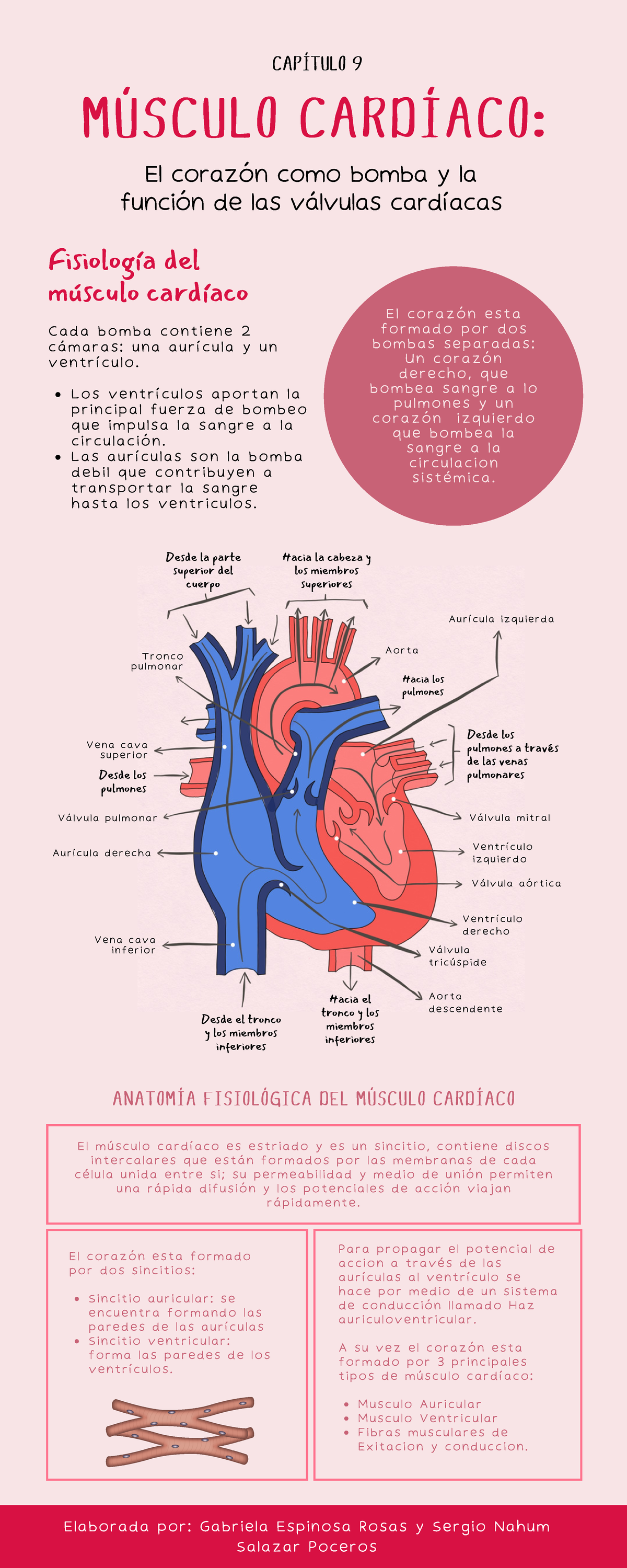 Capítulo 9 - Apuntes fisiología - MÚSCULO CARDÍACO: El corazón como ...