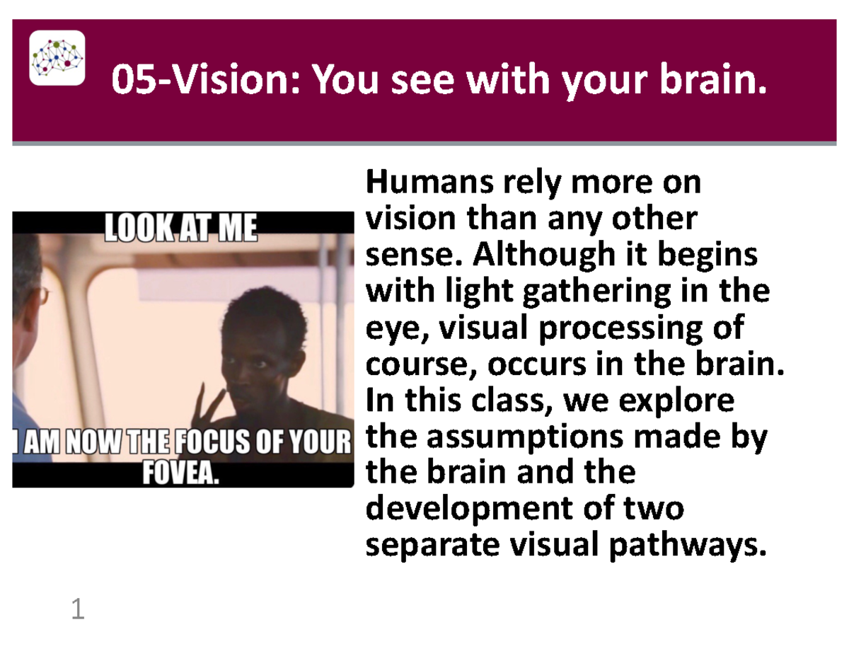 05-Vision 1 - Psych vision slides - 05 - Vision: You see with your ...