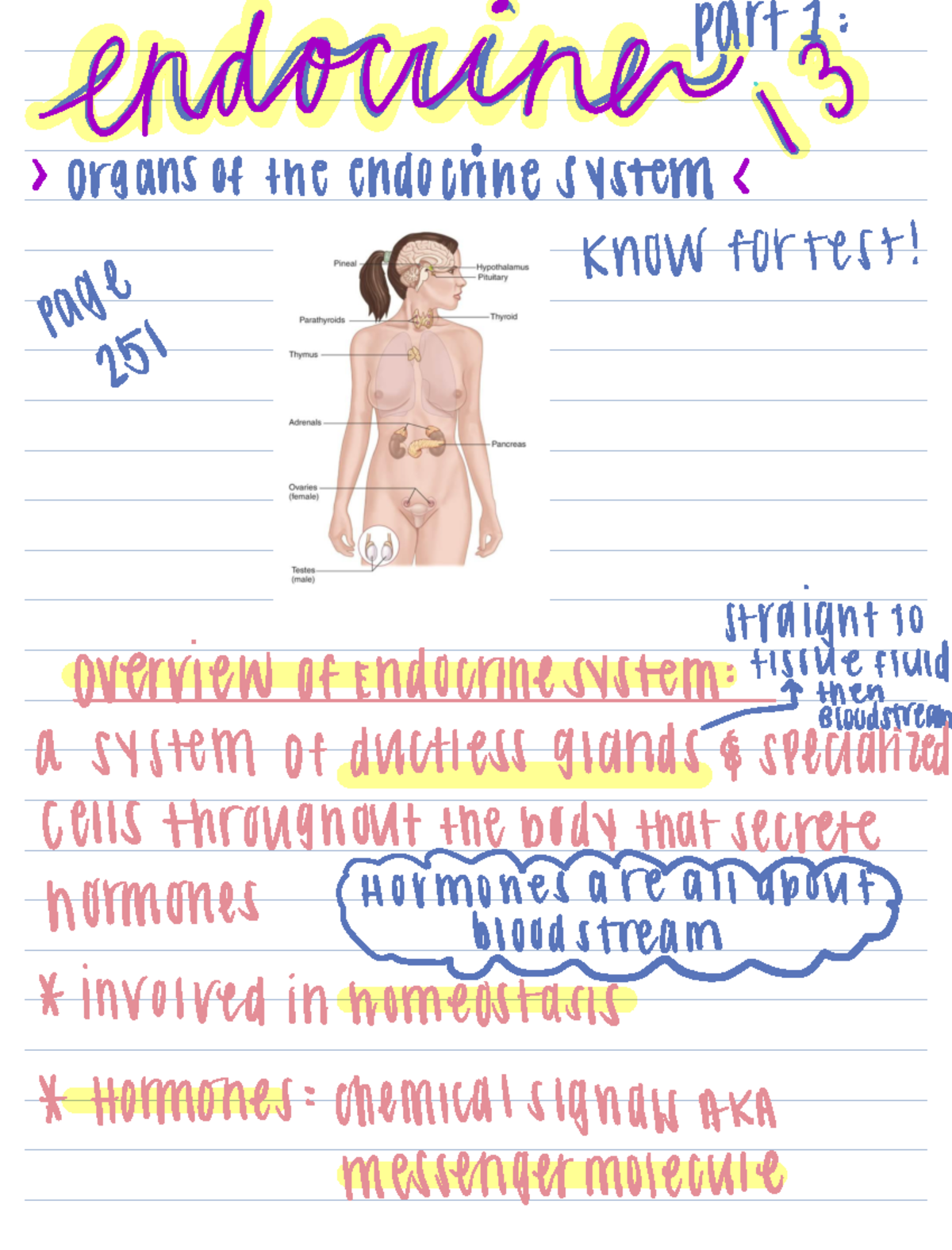 Ch. 13 Endocrine Quick Notes - endocrinemanent's organs of the ...
