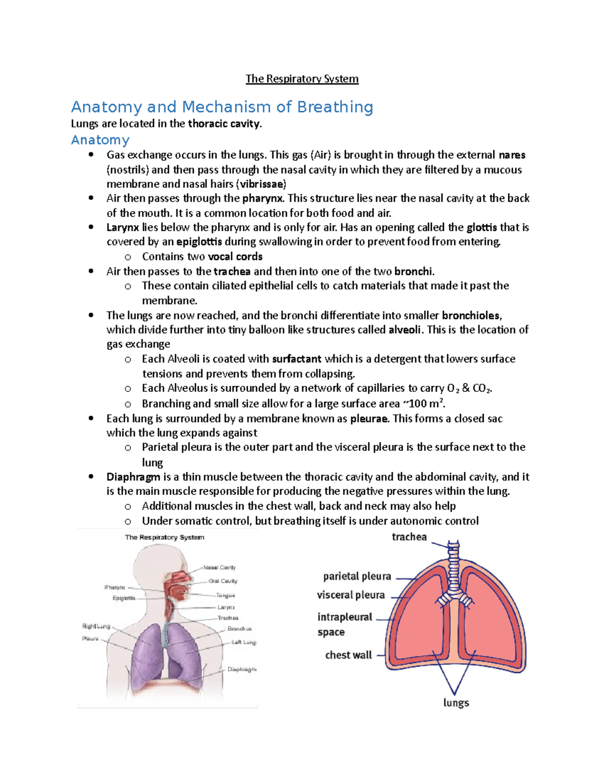 The Respiratory System - The Respiratory System Anatomy and Mechanism ...