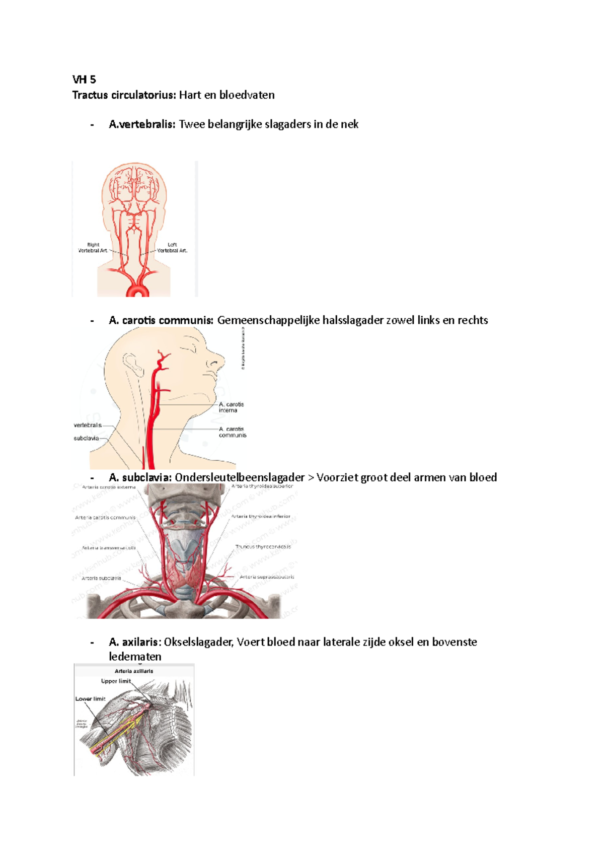 Slagaders anatomie - VH 5 Tractus circulatorius: Hart en bloedvaten A ...