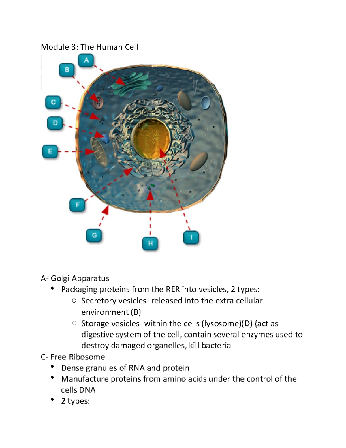 Module 3: The Human Cell - Module 3: The Human Cell A- Golgi Apparatus ...