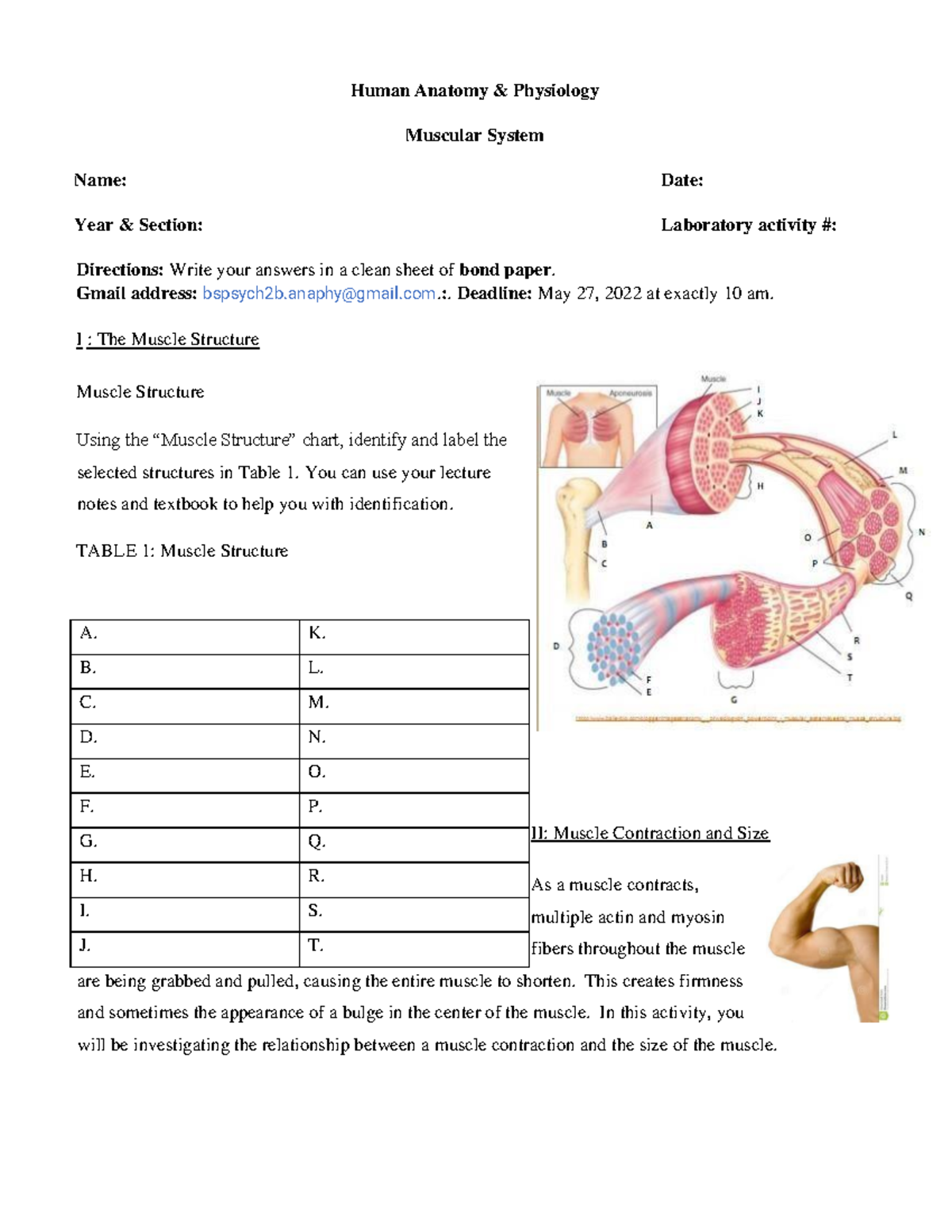 The Muscular System Laboratory - Human Anatomy & Physiology Muscular ...