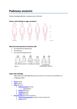 miesnie brzucha anatomia - MIĘŚNIE BRZUCHA ŚCIANA TYLNA Struktury ...