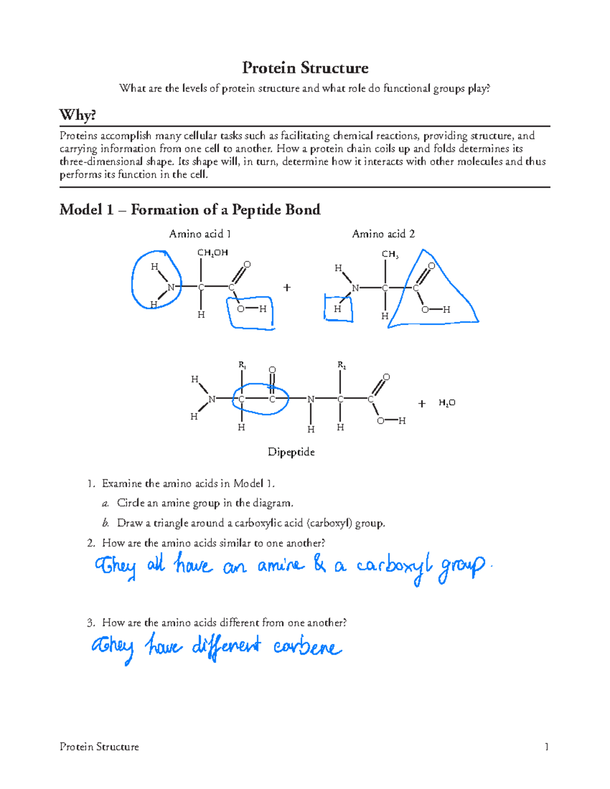 3 Protein Structure-S - Chapter 3 practice - Protein Structure 1 Protein Structure What are the ...