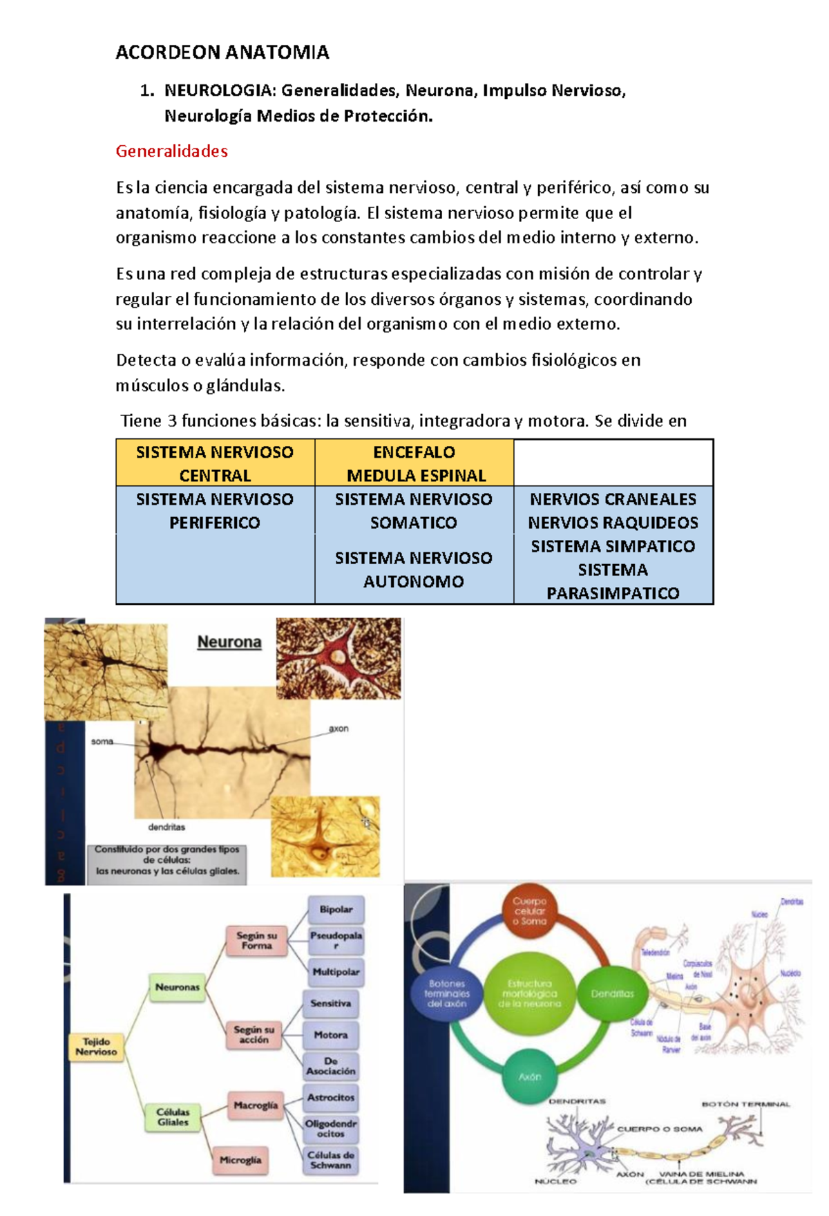 Acordeón Anatomía Primera Parte, basado en apuntes para material de ...