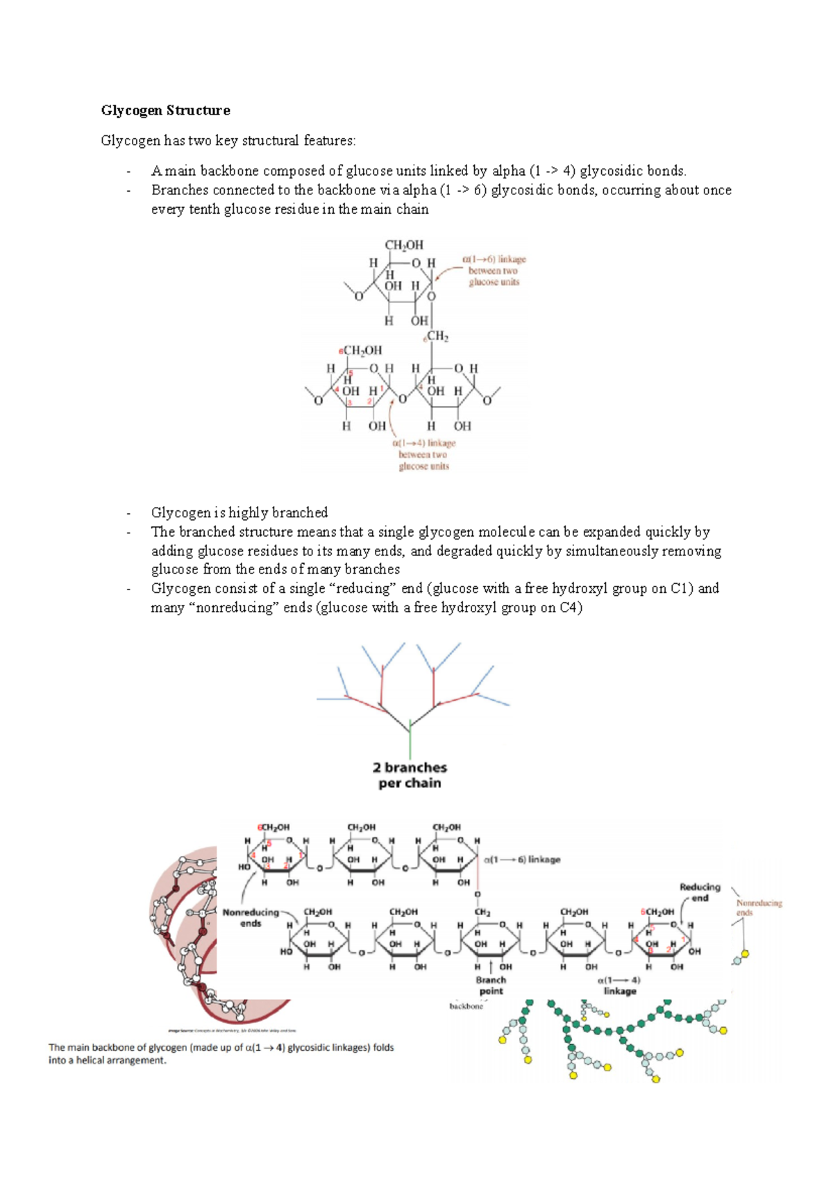Bioc2181 - Glycogen Structure - Glycogen Structure Glycogen has two key ...